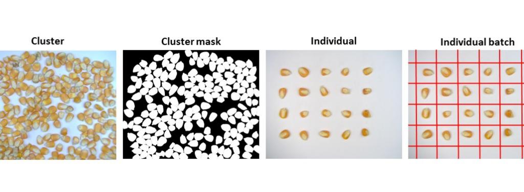 Dataset: Deep Learning based Corn Kernel Classification | CIDIS